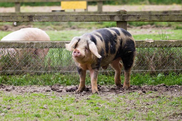 La race porcine Porc de Bayeux | M-Elevage