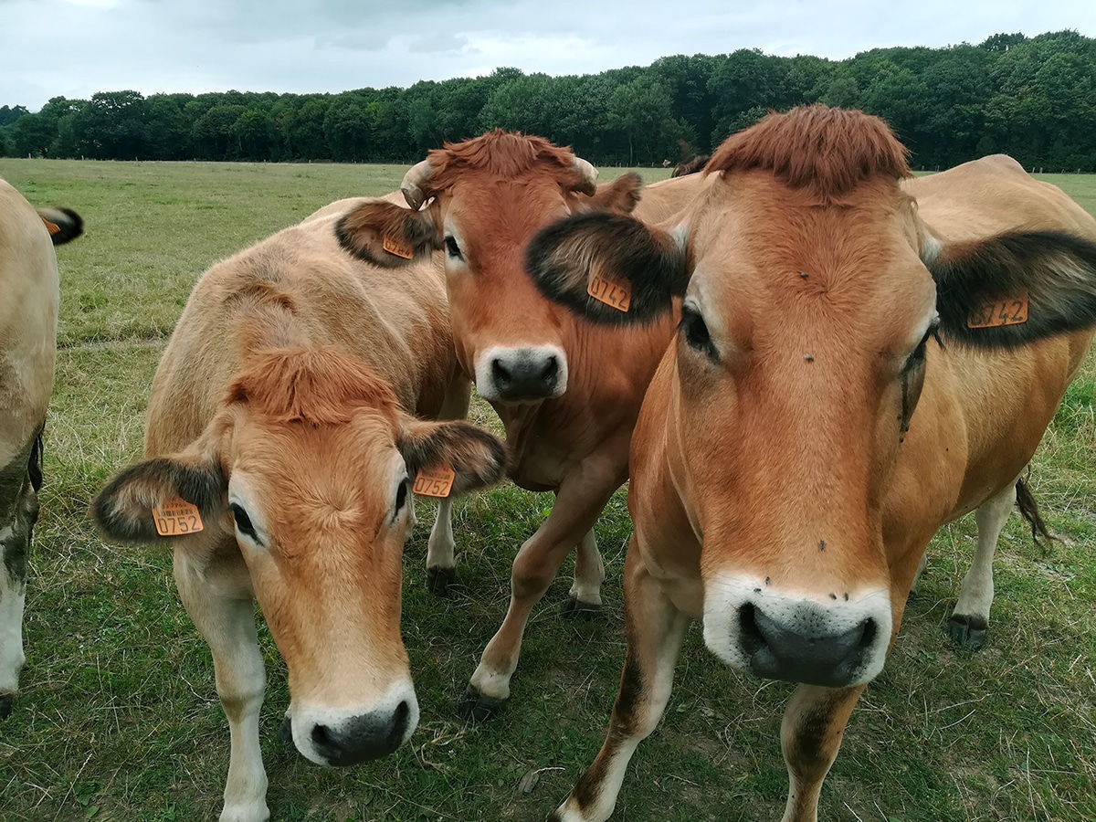 Bovins_PARTHENAISE_175824 | M-ELEVAGE