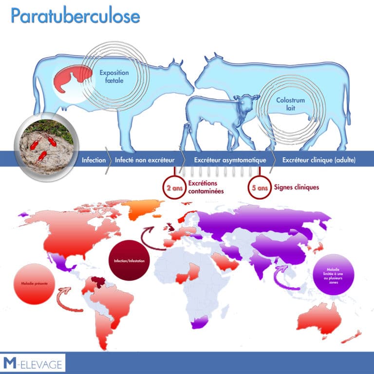 GDS Mayenne : Paratuberculose /Paratub | M-Elevage