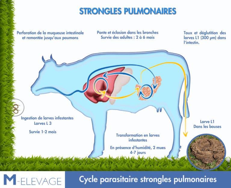 Les strongles pulmonaires | M-ELEVAGE