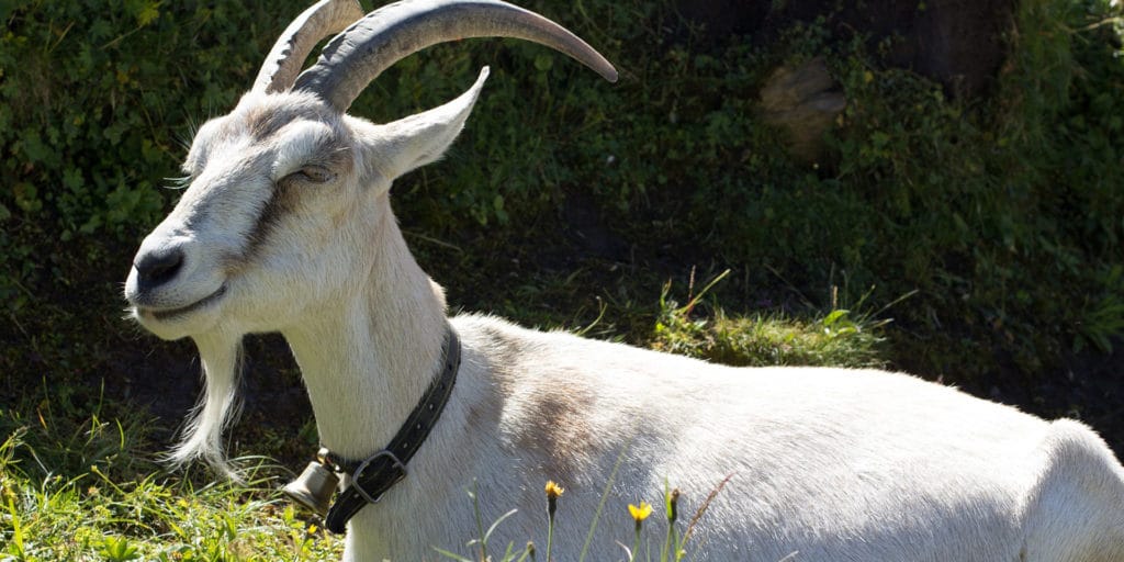 La race Alpine | M-Elevage