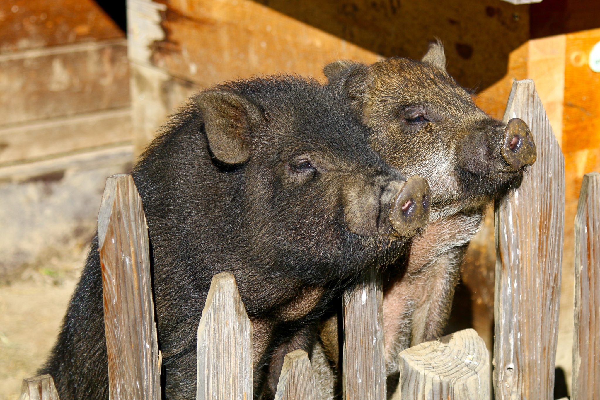 La race porcine Pietrain | M-Elevage