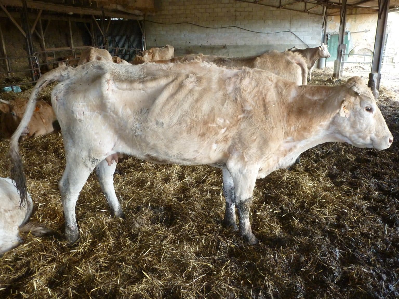 Paratuberculose bovine : Quoi de neuf ? | M-ELEVAGE