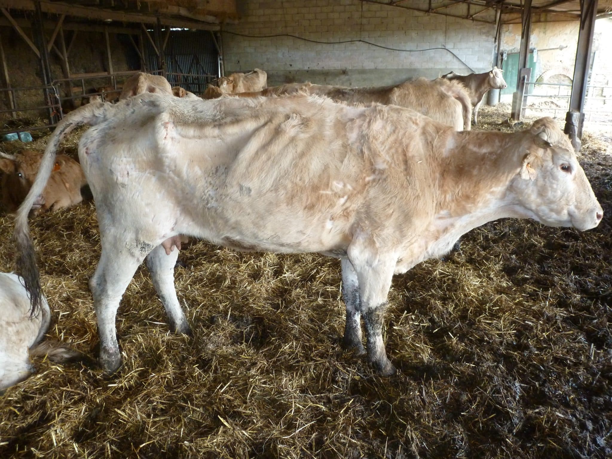 Paratuberculose bovine : Quoi de neuf ? | M-ELEVAGE