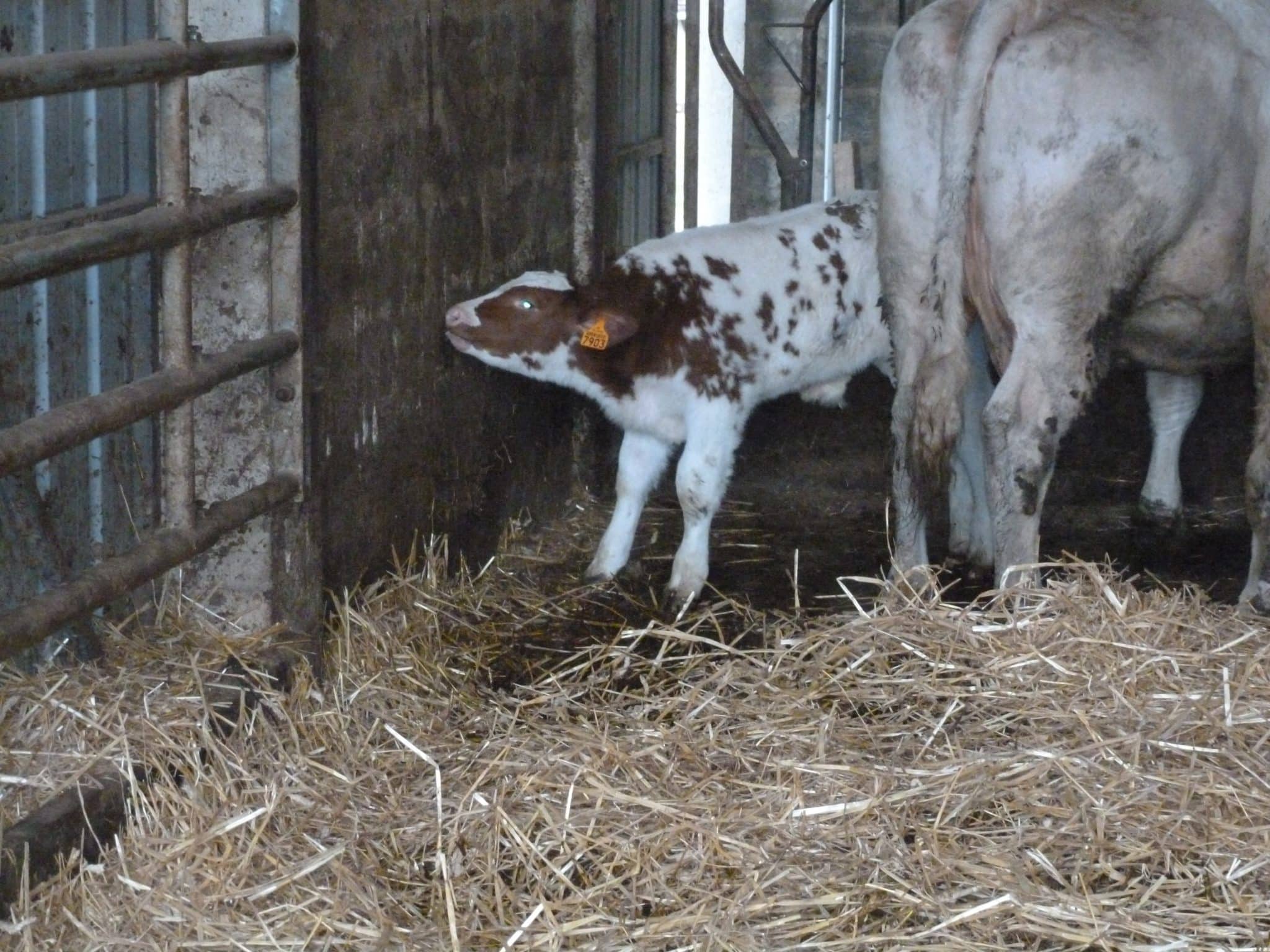 Paratuberculose bovine : Quoi de neuf ? | M-ELEVAGE